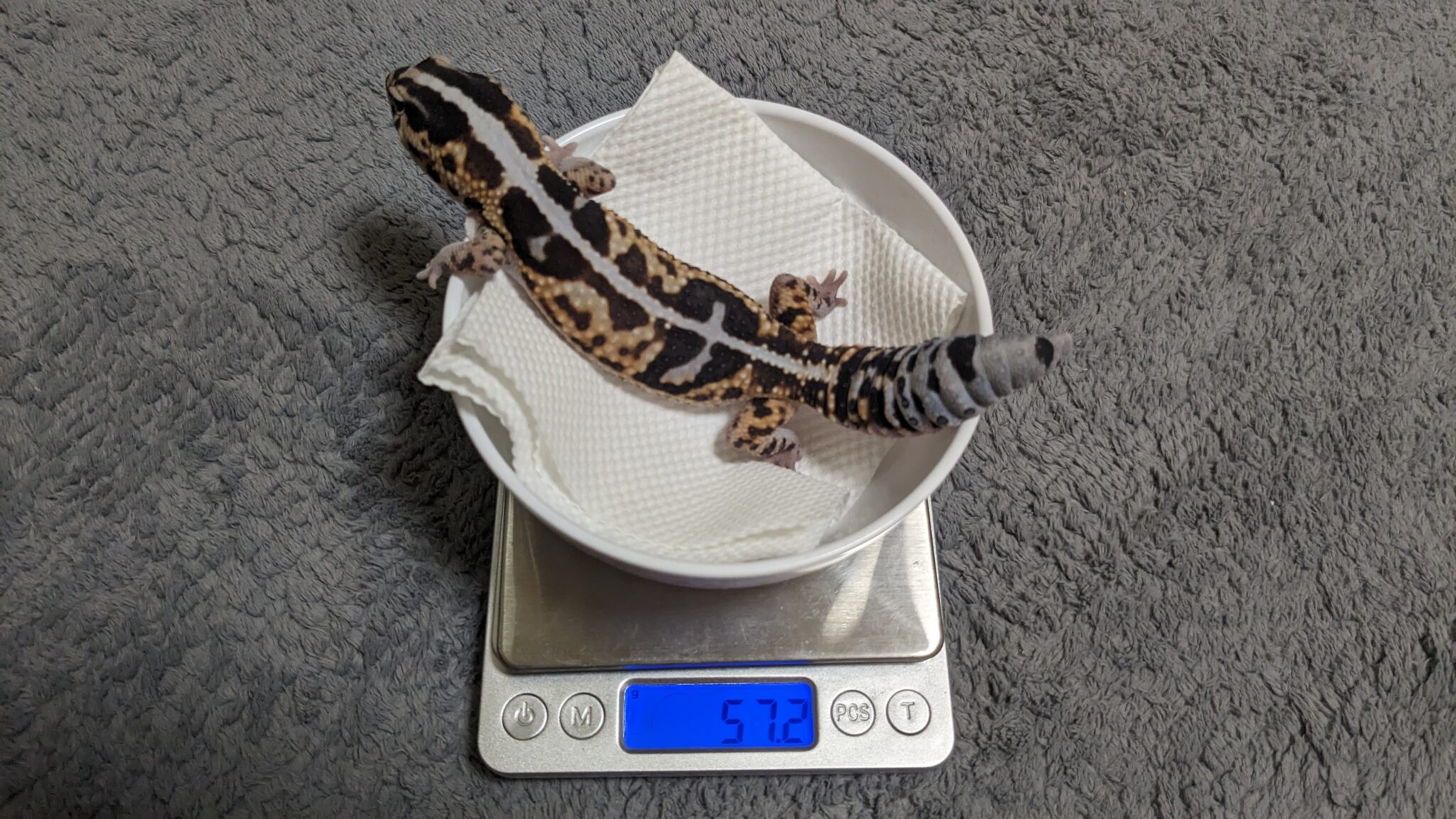 アダルト期のきうい君